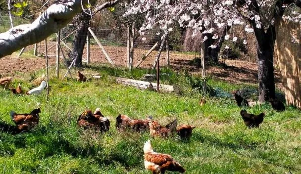 Lodge in the Olive farm, Chieti (updated prices 2026)