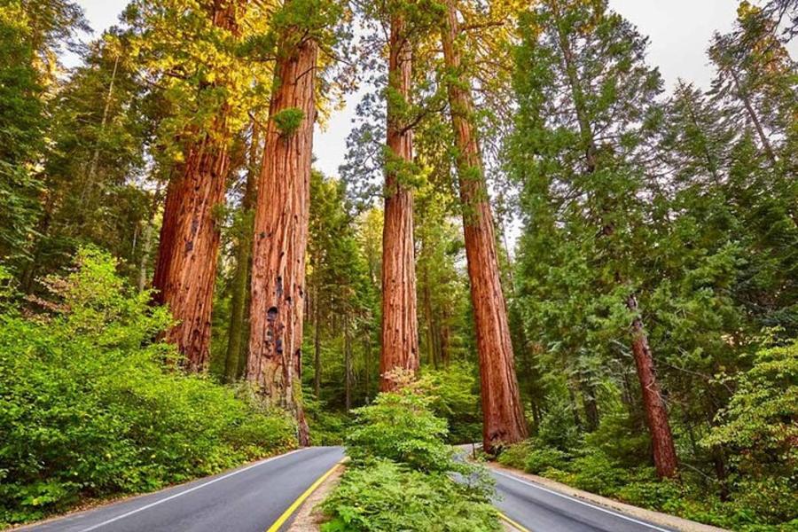 Sequoia National Park tours and tickets, Potwisha | Book online now ...